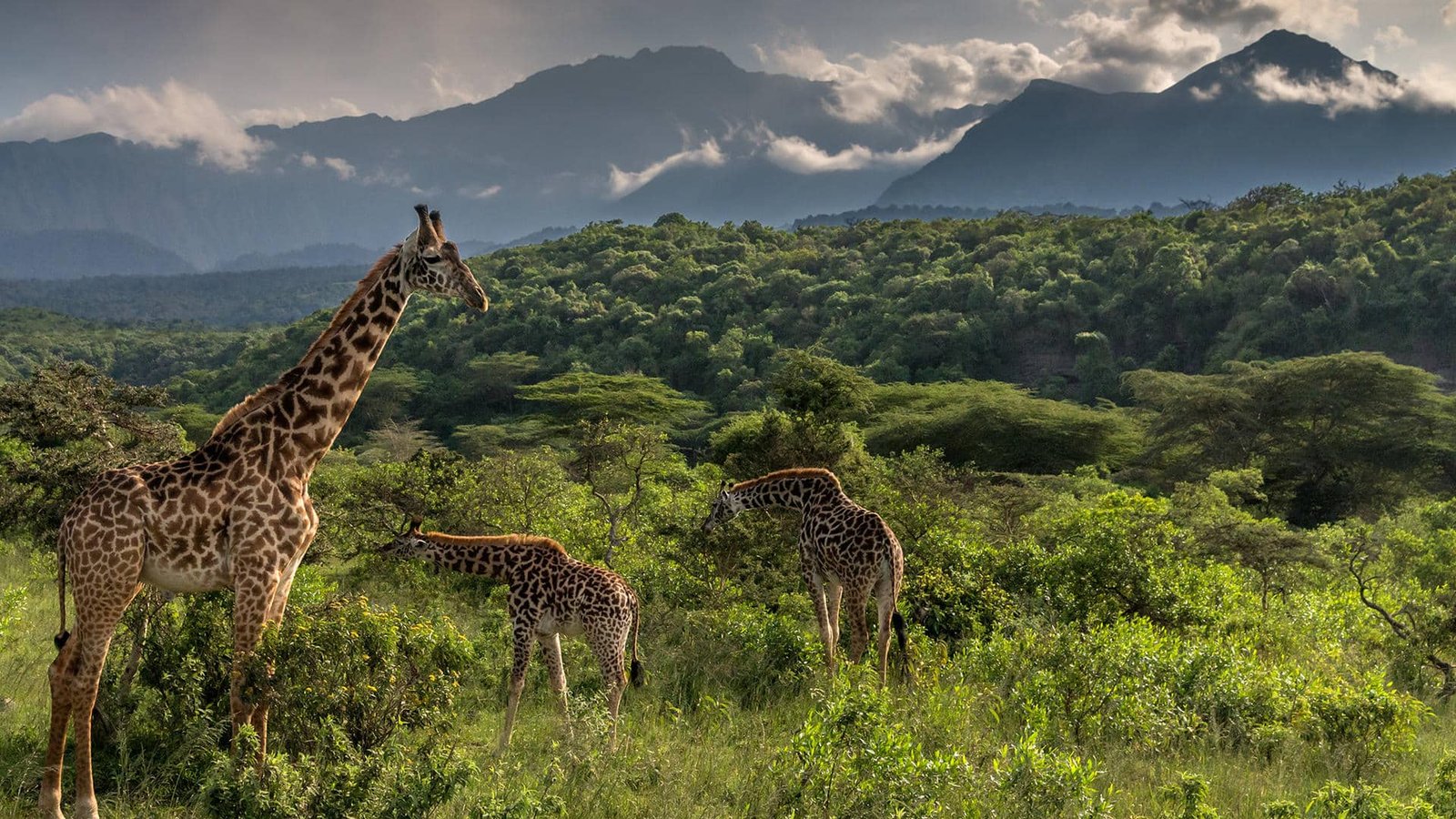 Arusha National Park - Serelyne Safe Safaris